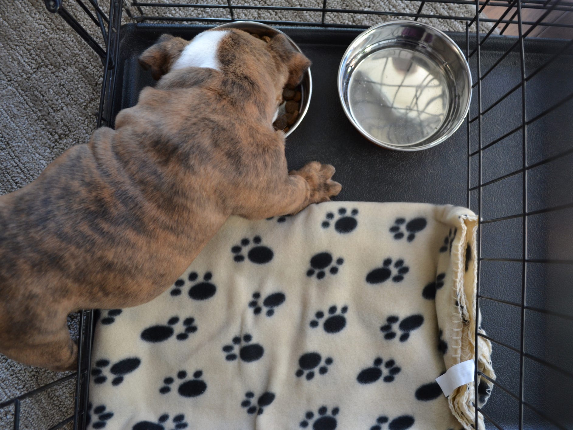 21 things you need for a new dog or foster, according to dog trainers ...