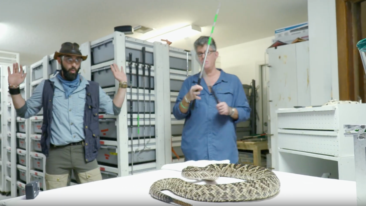 Inside the dangerous world of snake milking