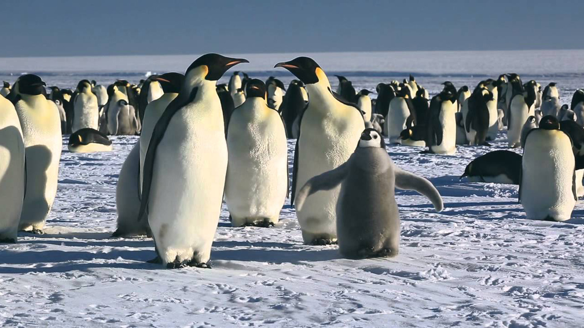 World Penguin Day: 10 movies to watch and celebrate the flightless bird ...