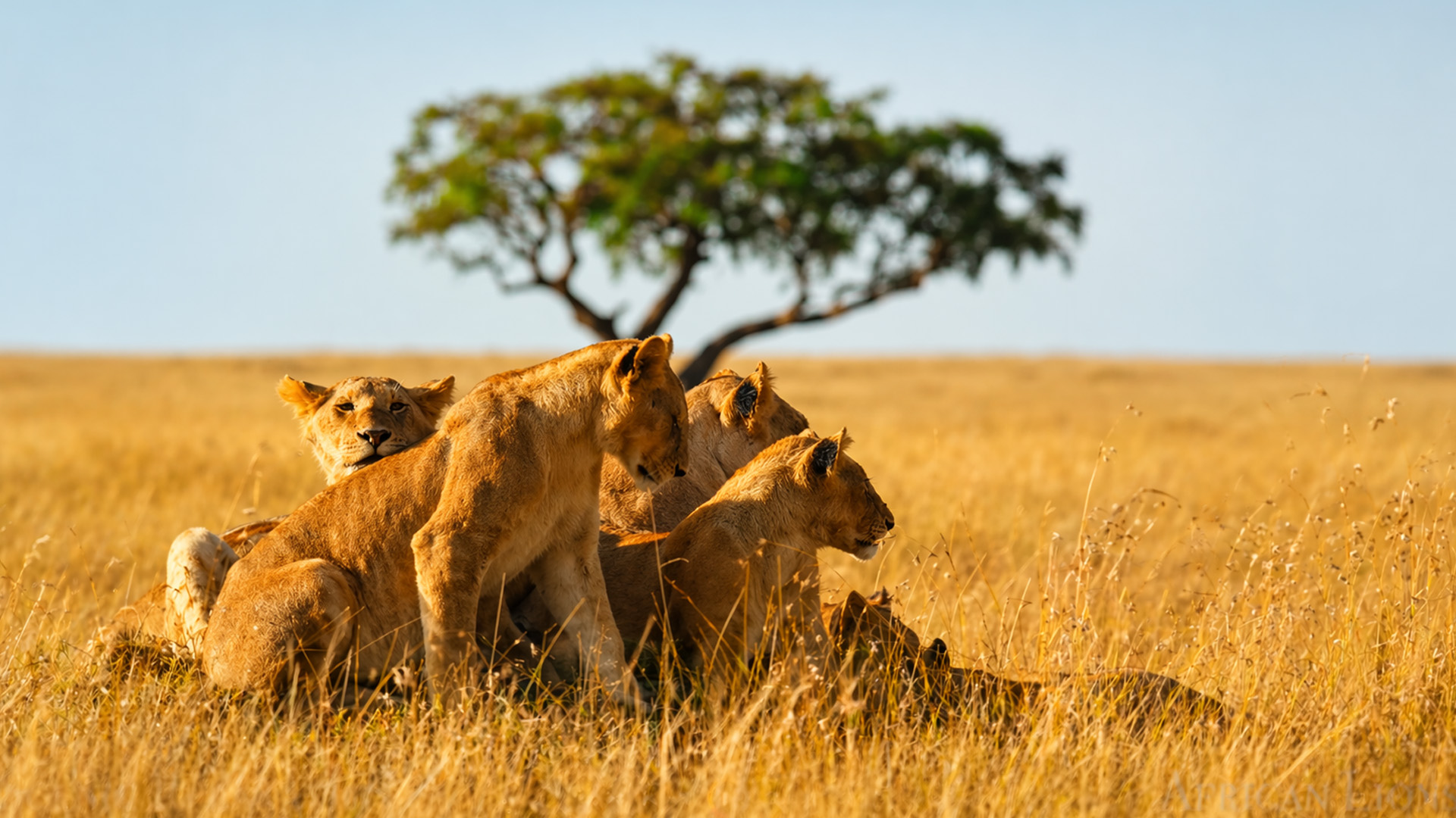 Silent kings of the grassland