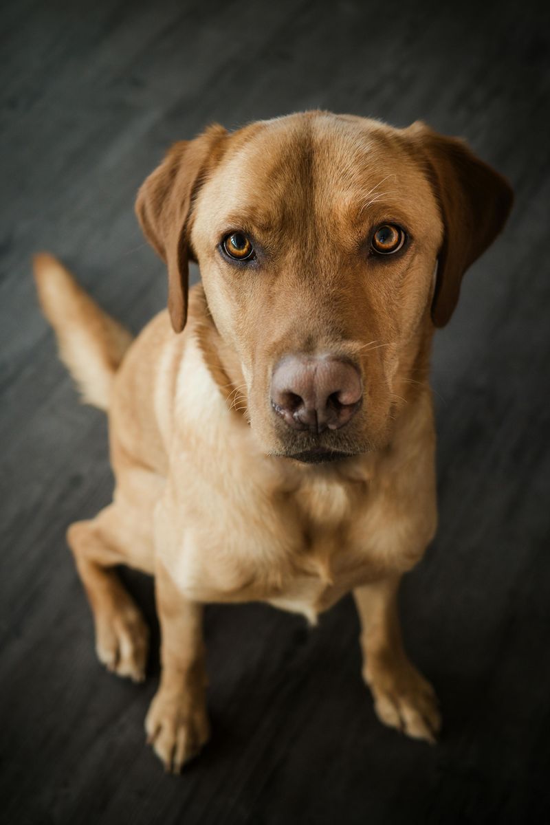 12 clingy dog breeds that struggle when you're gone