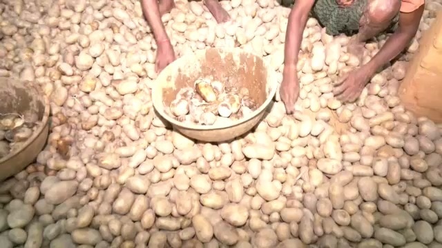 Bengal potato glut drives prices down to Rs 3/kg