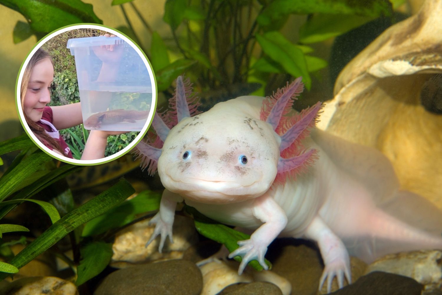 Axolotl in via d’estinzione trovato sotto un ponte in Galles: una ...