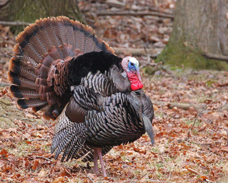Afield: It's turkey time in Pennsylvania. What to know about 'gobbler ...