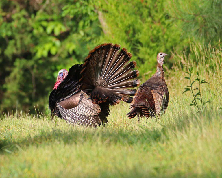 Afield: It's turkey time in Pennsylvania. What to know about 'gobbler ...