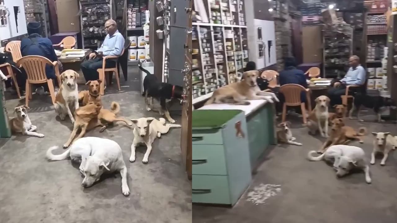Watch: Shopkeeper lets stray dogs rest inside as temperatures soar in ...