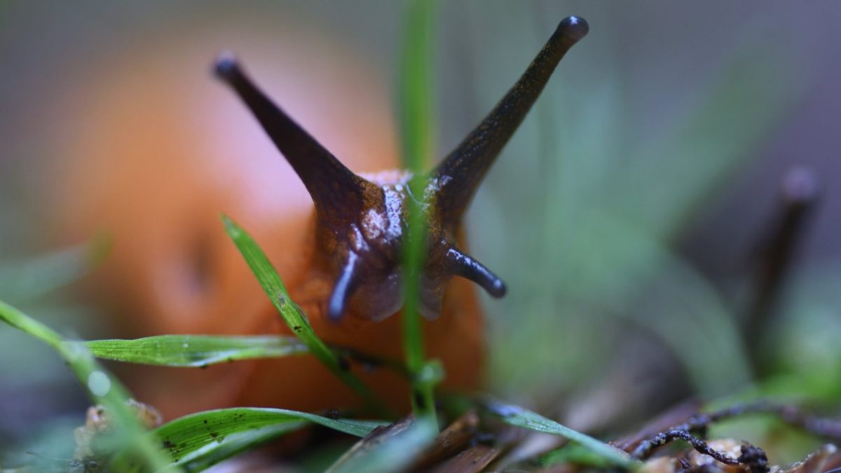 I’m a gardener – why I’m ignoring the advice not to kill slugs