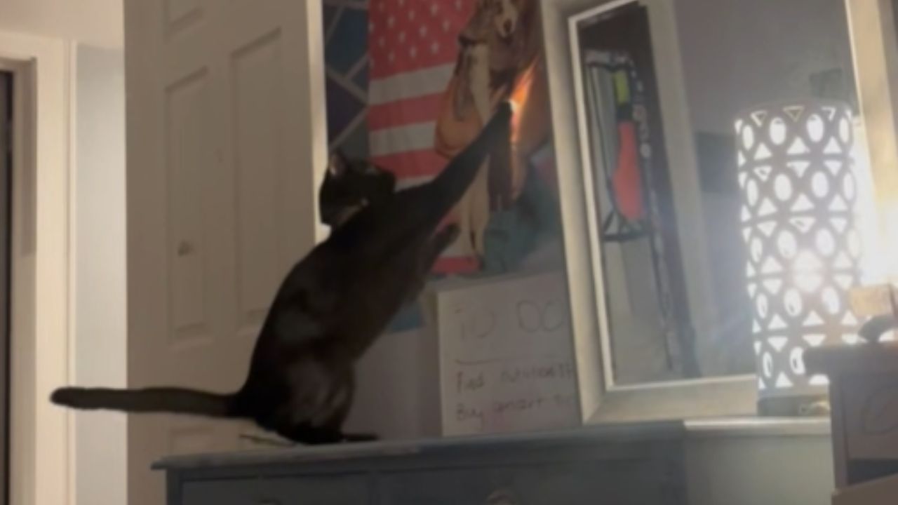 Cat tugs at a flag and brings down more than intended