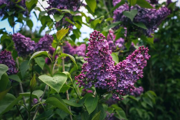 Get your lilacs to flower again next year by completing one simple task