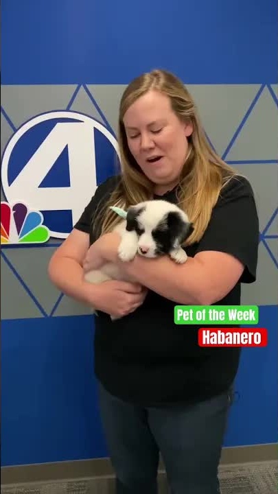 Meet this spicy 🌶️ little guy @greenvillehumanesociety6305 #foreverhome ...