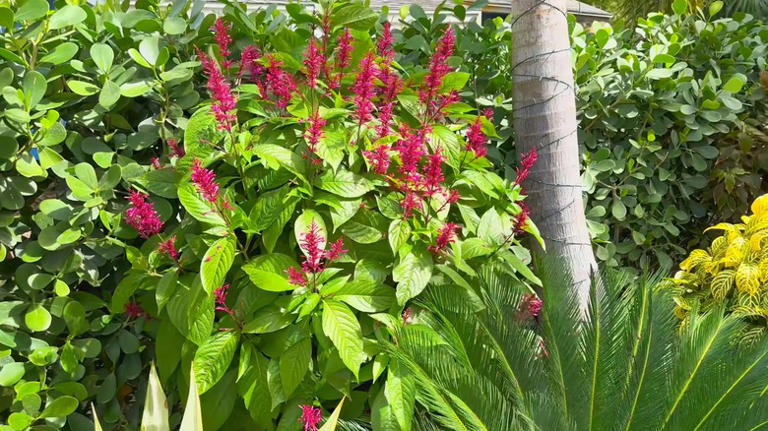 The perfect plant for a privacy hedge that brings tropical vibes