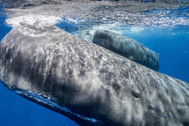 Sperm whales have an alphabet. AI is learning to read it.