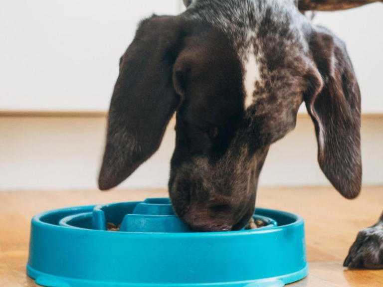 This dog bowl slows down dogs that eat too fast and can prevent bloat ...