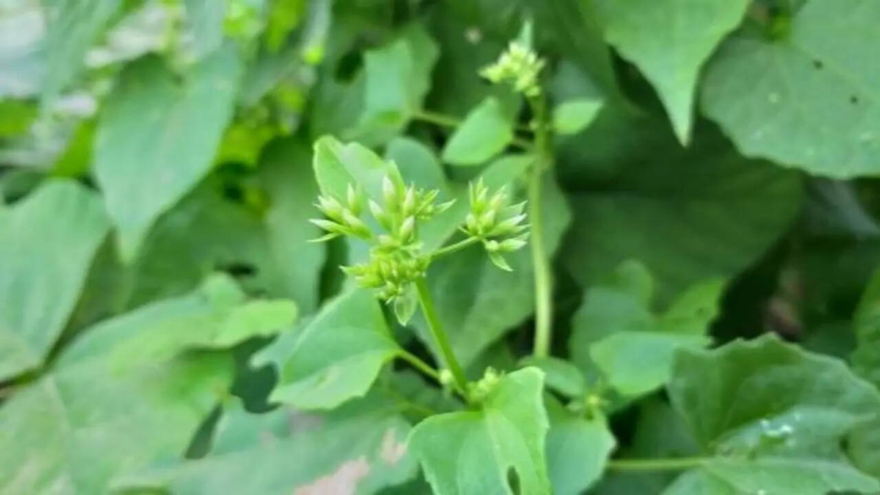 Growing persimmon at home? These 5 tips make it surprisingly easy