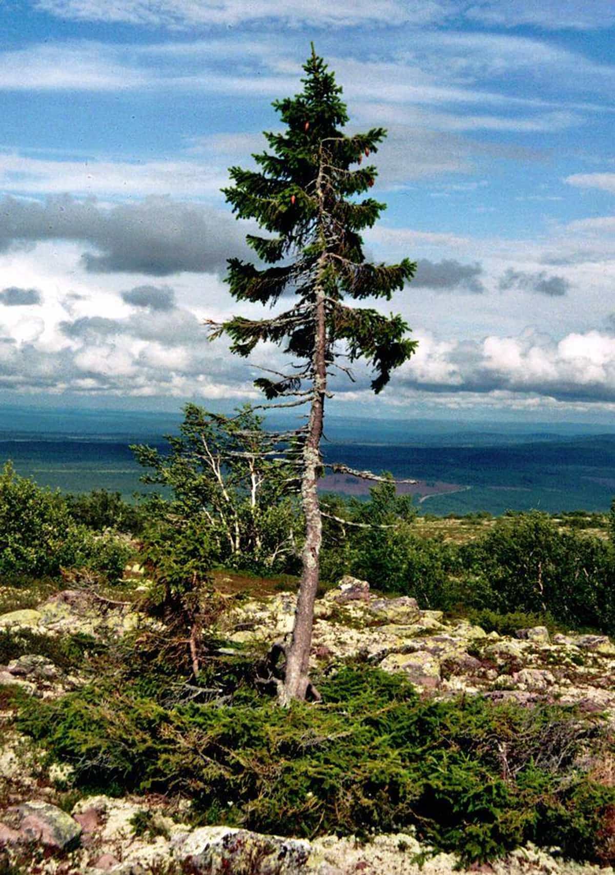 The oldest trees in the world