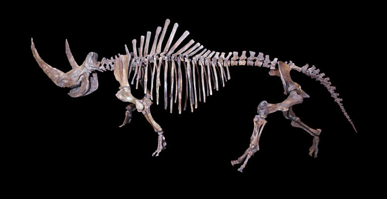 Scientists found 400M old fossils that don’t fit any known species