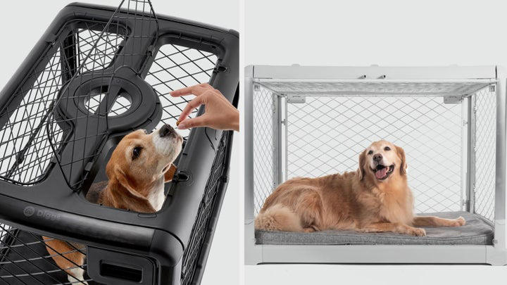 This pet item gives dogs a sense of comfort and security — and a vet ...