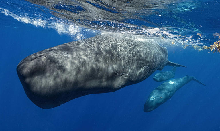 Sperm whales have an alphabet. AI is learning to read it.