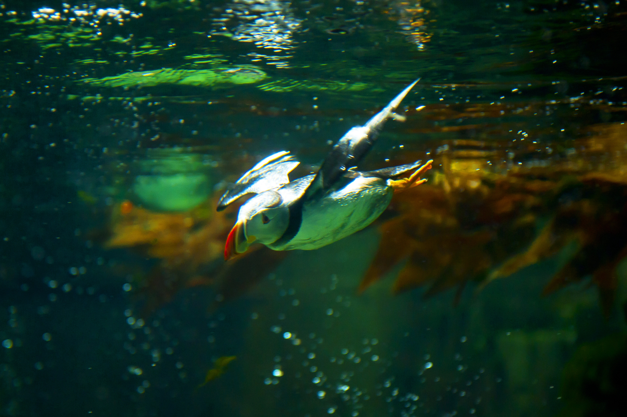 Puffin Day: 17 things you never knew about these adorable birds
