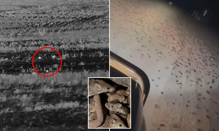 Farmer turns night vision on his field to find it swarming with mice