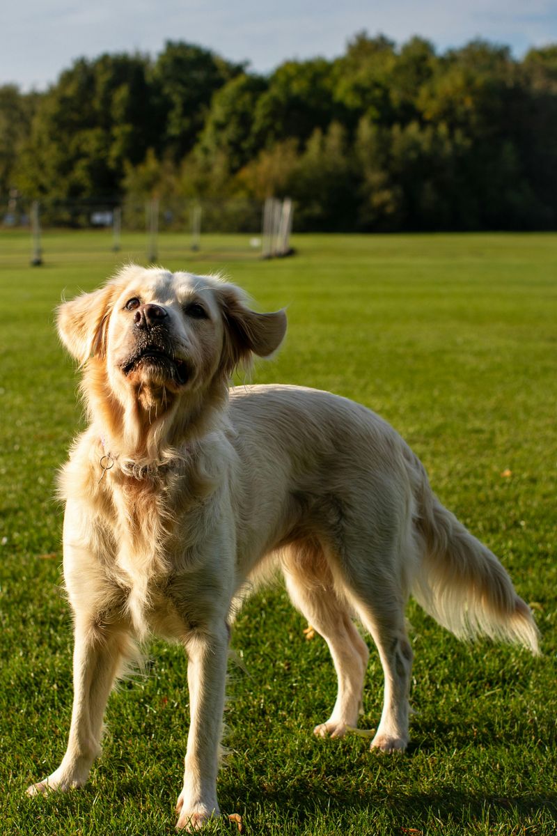 12 clingy dog breeds that struggle when you're gone