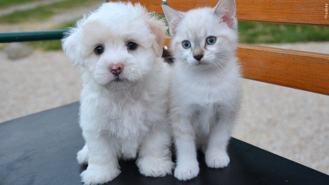 Nebraska Humane Society: Spring cleaning your pet’s routine