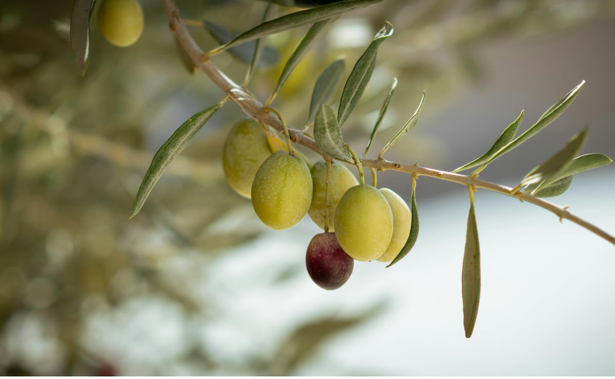 Tu propio huerto en casa; ¿cómo cultivar un olivo en el jardín o balcón ...