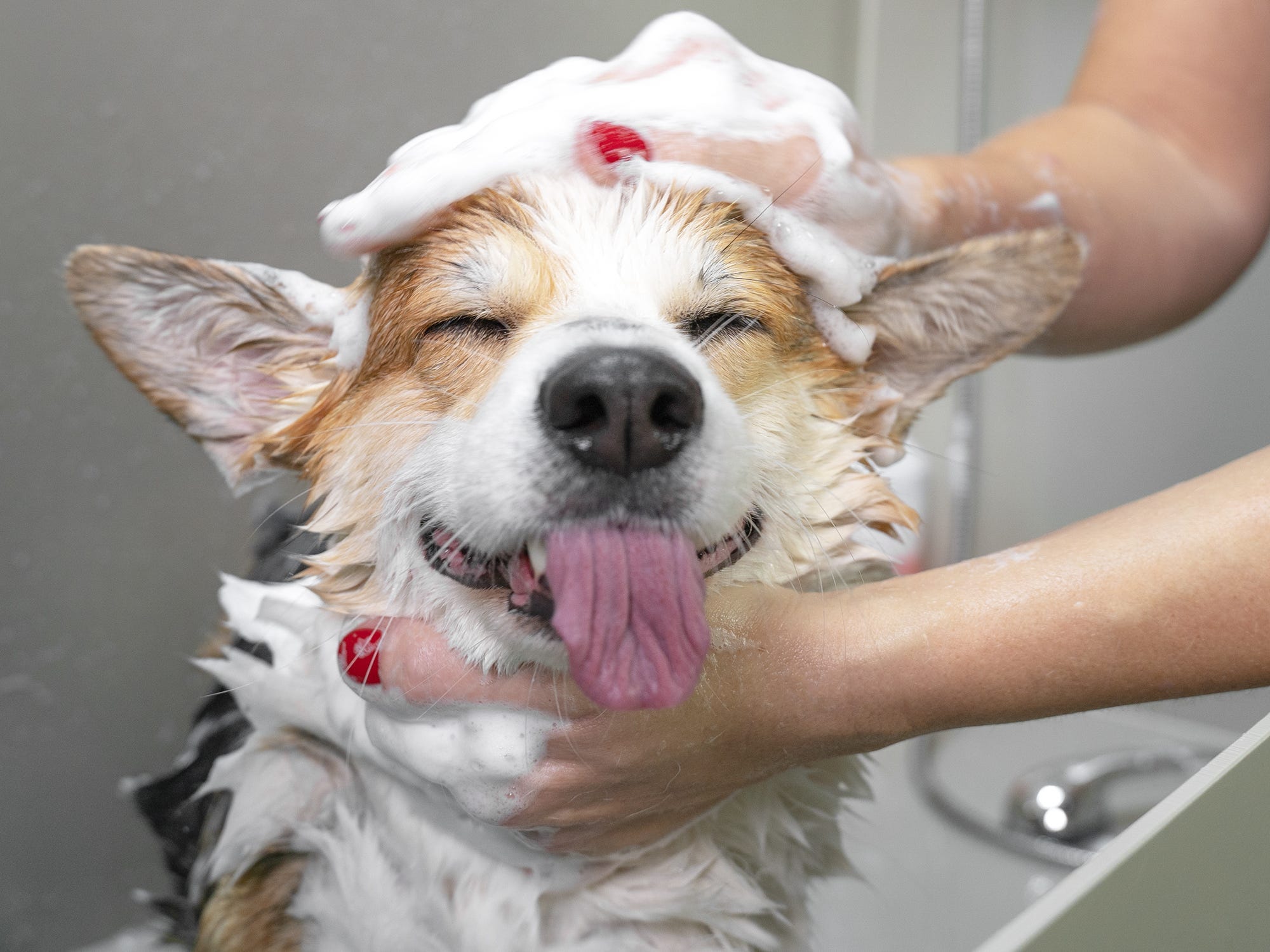 How often you should bathe your dog and signs you're overdoing it ...