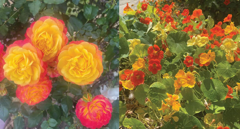 Bear’s-eye view of Alameda for April 26, 2026