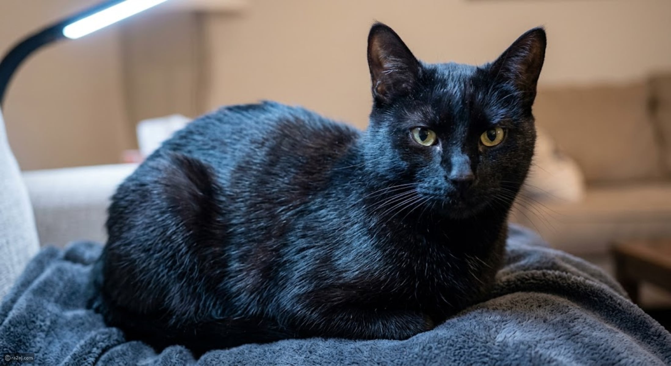 12 black cat facts that sound too strange to be true