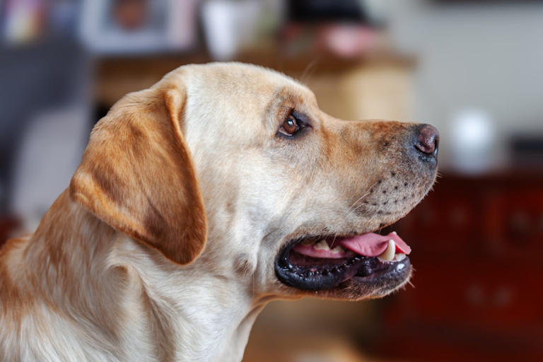 5 dog breeds that seem to love women more than men