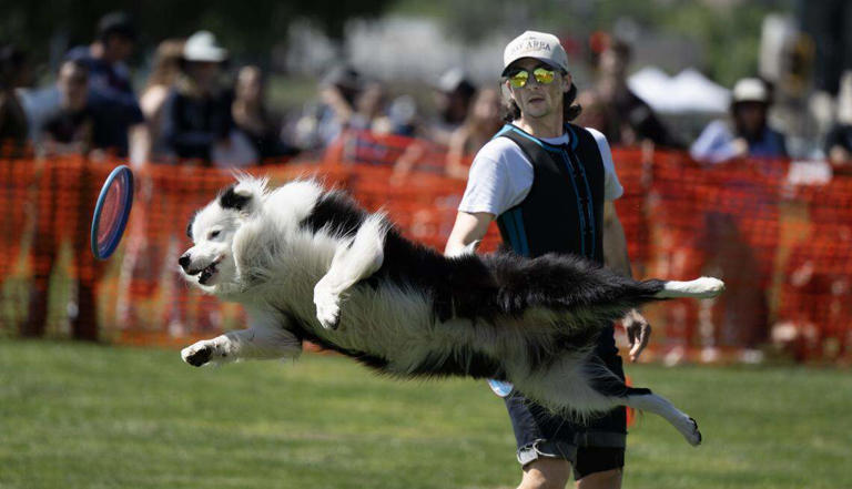 Week in photos: RTO mandate + Picnic Day + turf trouble + reptiles