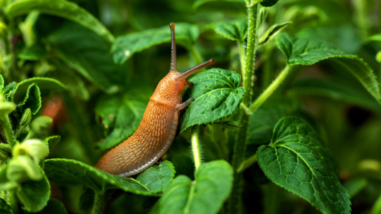 Can this popular toilet paper solution keep gross slugs off plants?