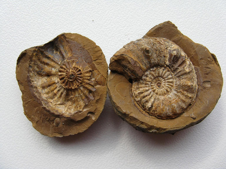 Scientists found 400M old fossils that don’t fit any known species
