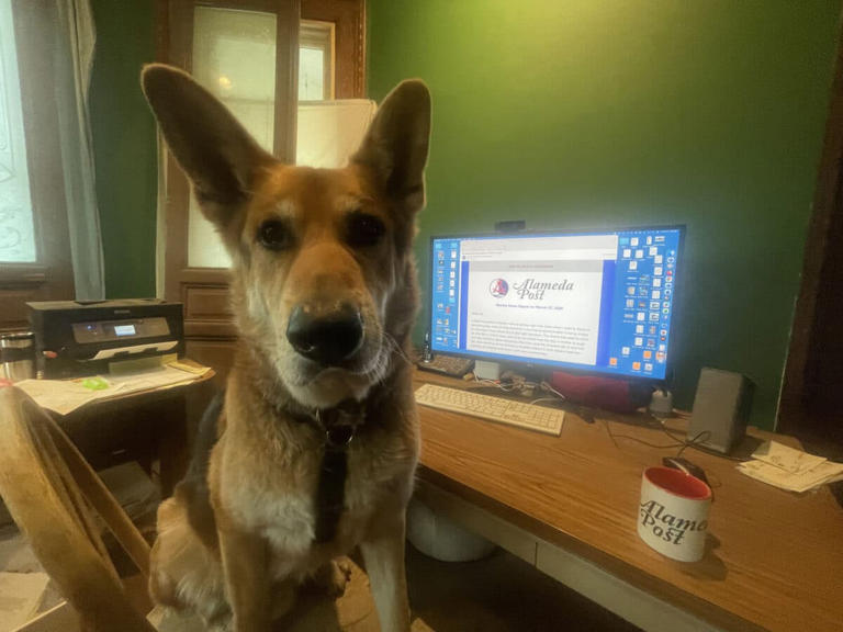 Bear’s-eye view of Alameda for April 26, 2026