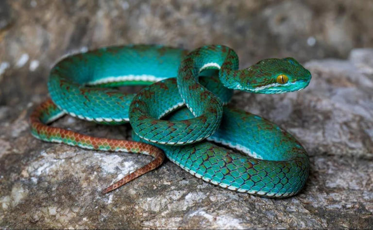 Víbora-de-fosseta, cobra-voadora e lagartixas entre as novas espécies ...