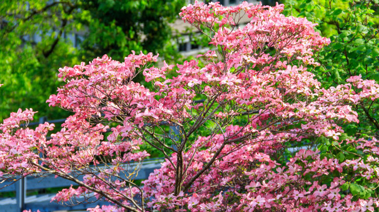 16 important steps to take before starting a garden