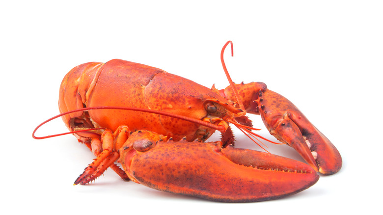 11 most common mistakes everyone makes cooking lobster