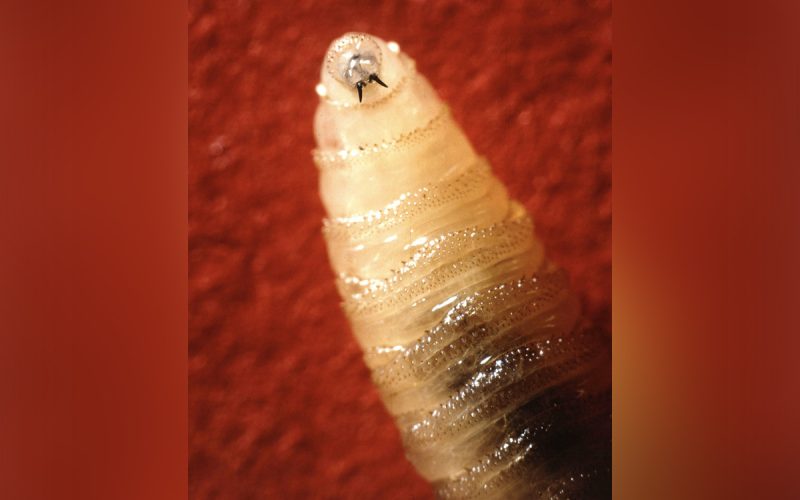 USDA confirms first New World screwworm case in New Mexico