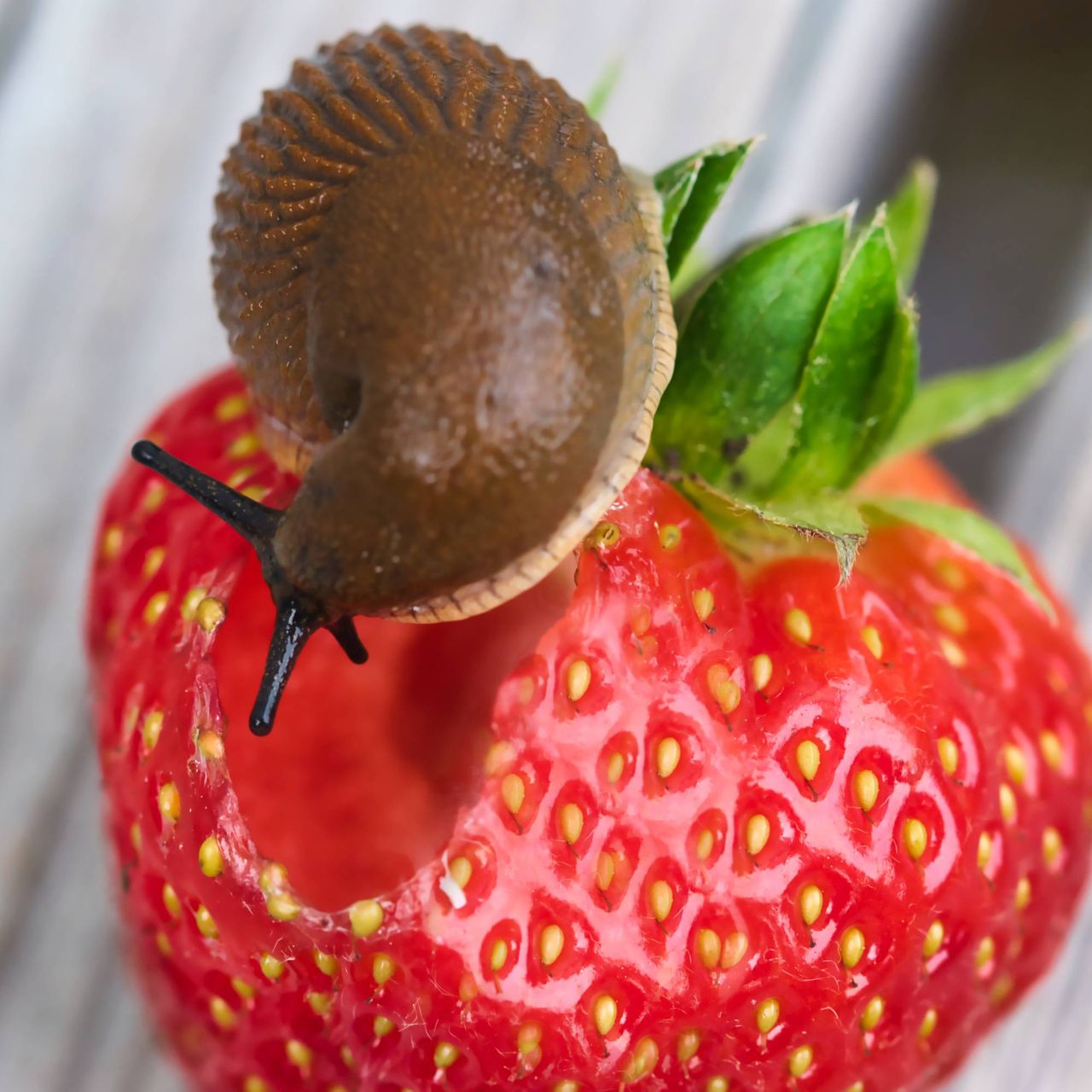 6 weird slug hacks gardeners swear by – and which ones actually work