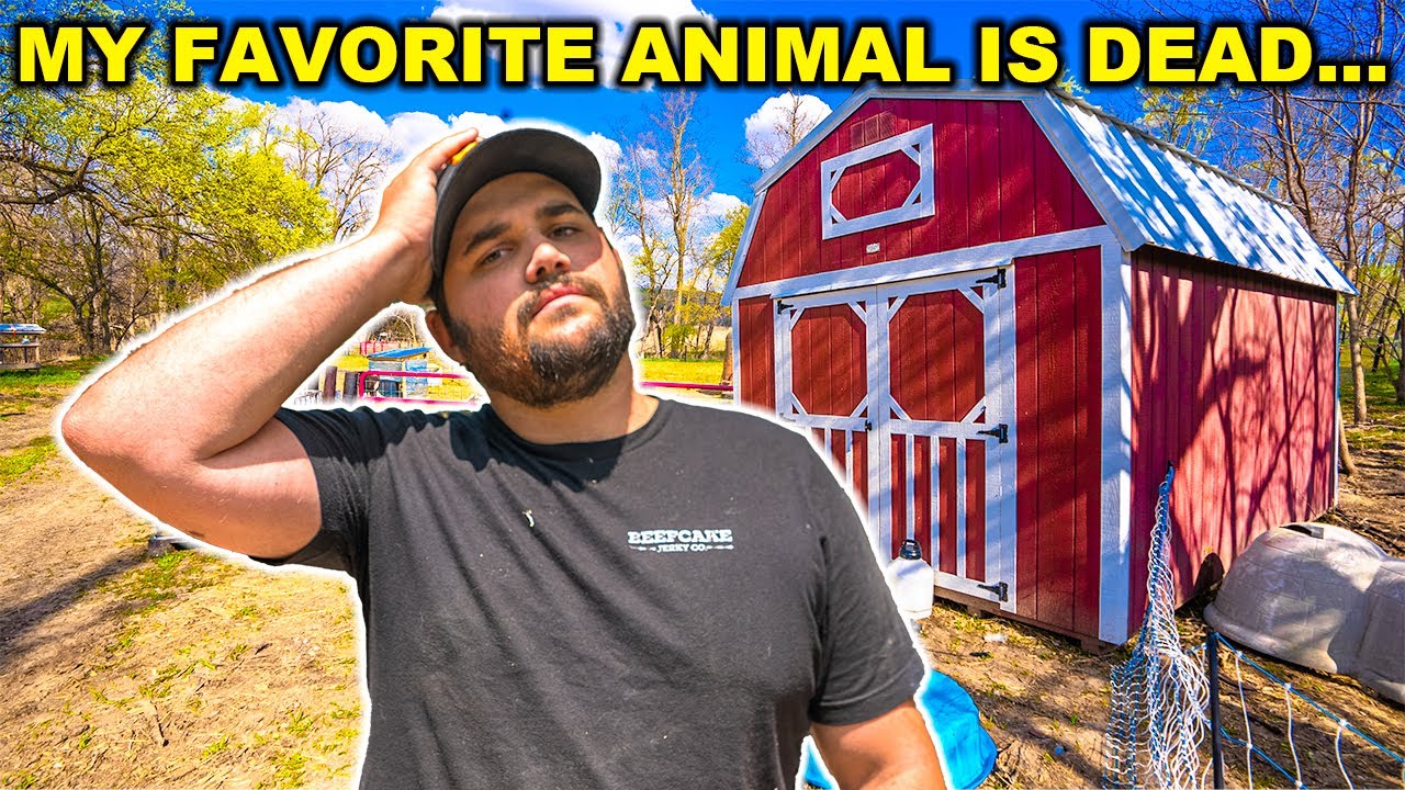 My favorite backyard farm animal died