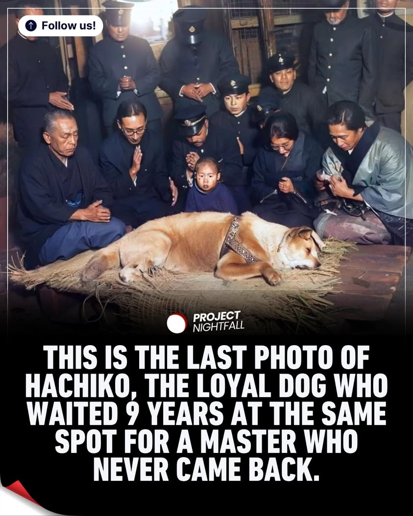 Loyalty's end: Hachiko's decade-long vigil for his beloved master ceases