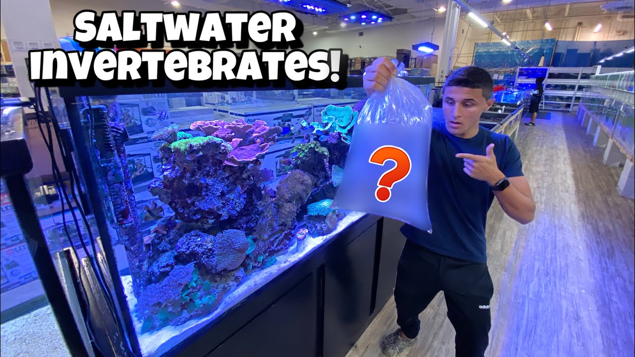 Buying new invertebrates for my aquarium!