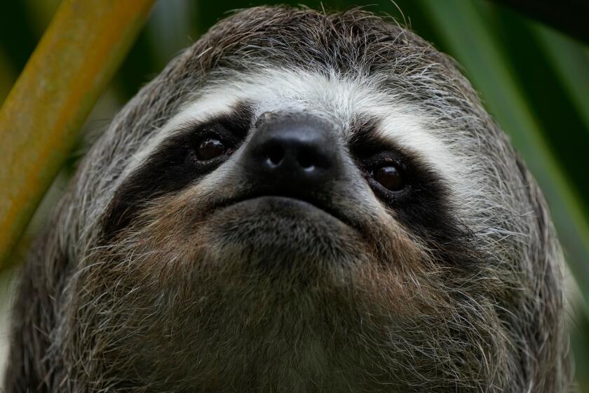 Sickness, cold killed about 30 sloths at a Florida import warehouse in ...