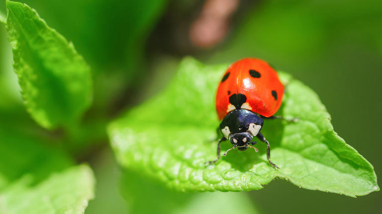14 tips to encourage helpful ladybugs to visit your garden