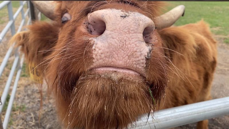 Scottish highland cows with hair like stuffed animals are hiding on ...