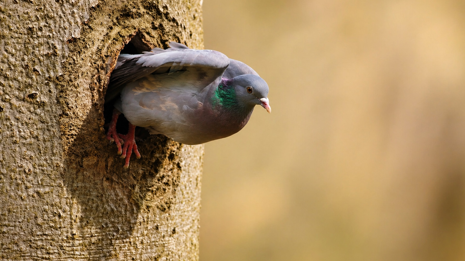 This nesting behavior was only seen thanks to a camera trap
