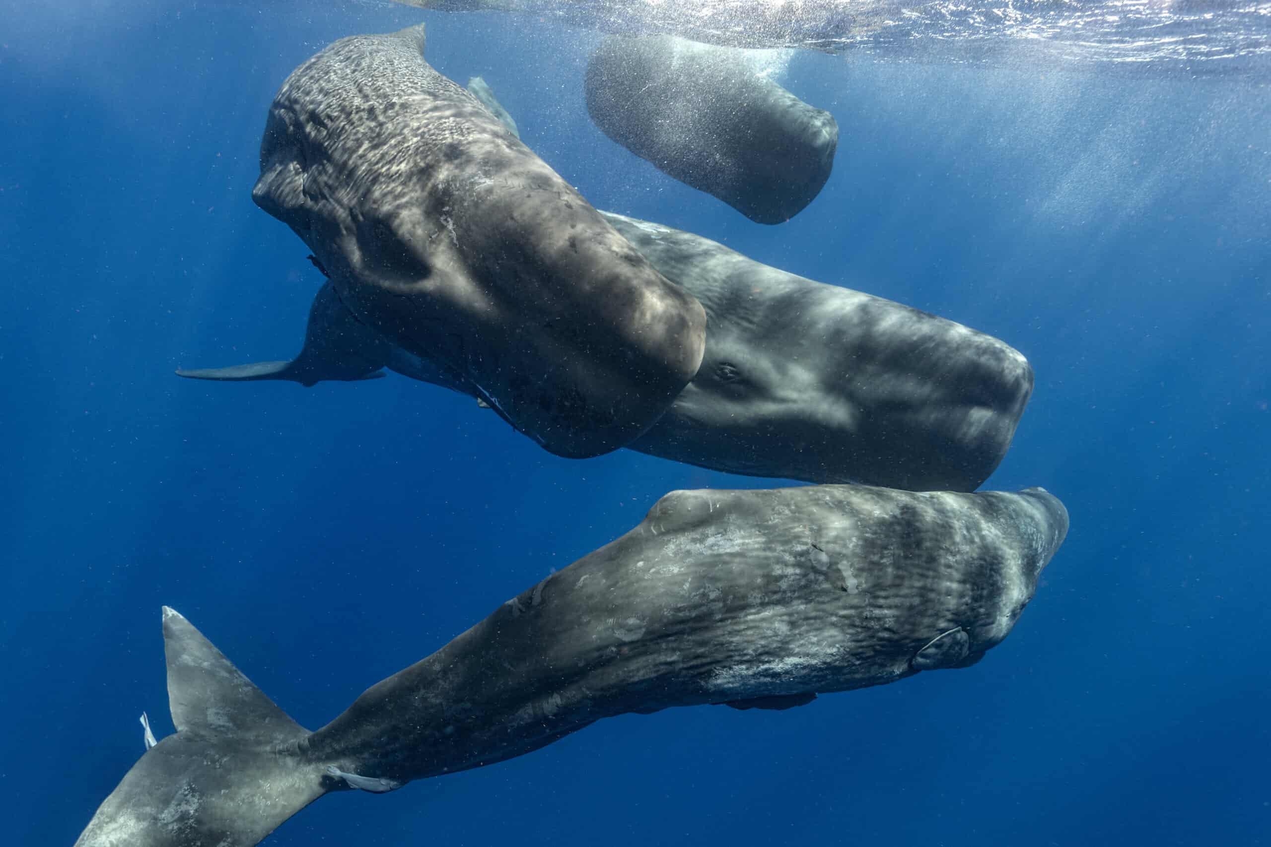 Sperm whales have an alphabet. AI is learning to read it.