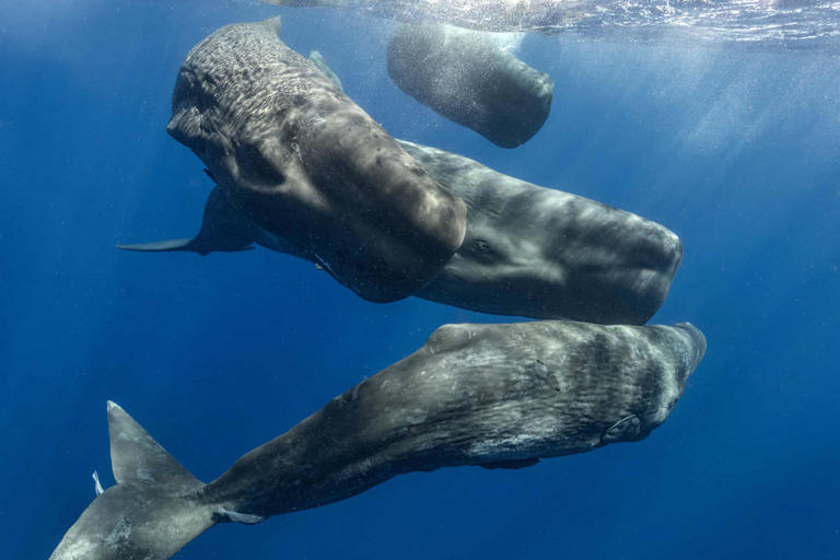 Sperm whales have an alphabet. AI is learning to read it.