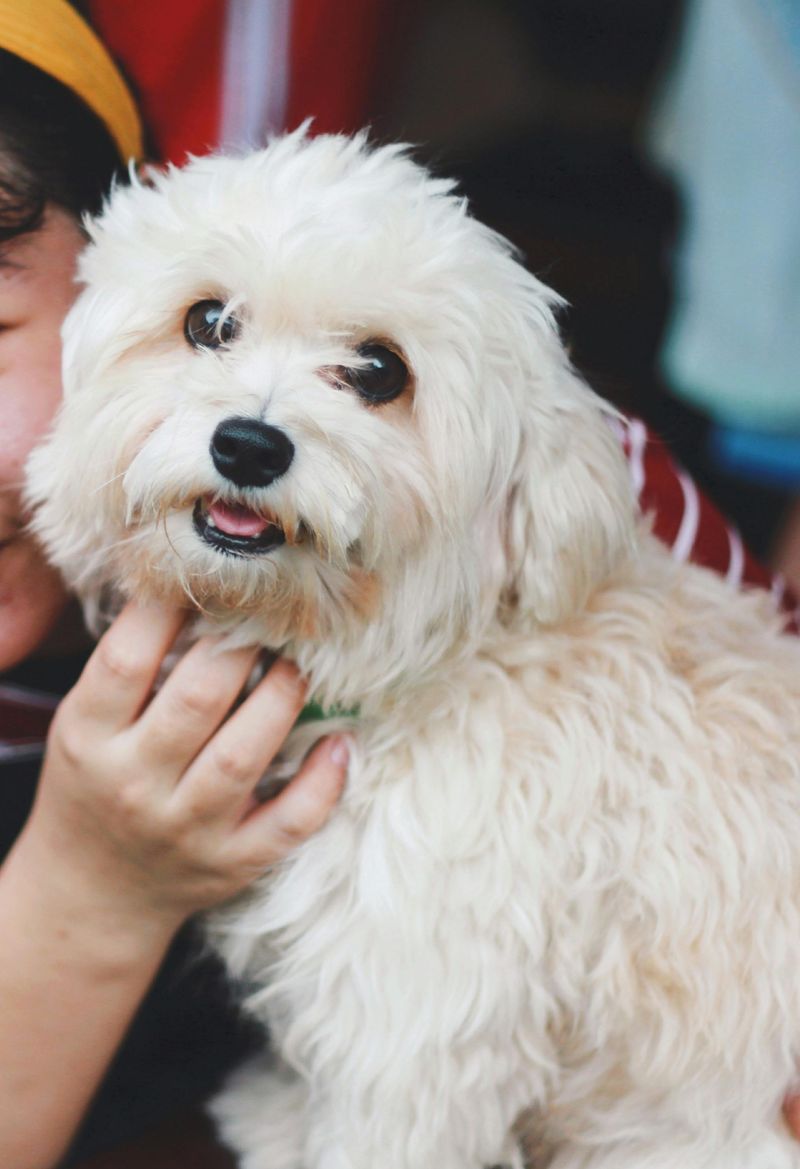 10 affectionate lap dogs that are perfect cuddle companions